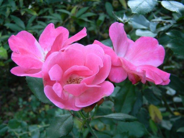 How to Write an Encouraging Letter – Life and Favor (Job 10:12)